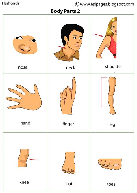 Body Parts Flashcards Printable Printable Word Searches