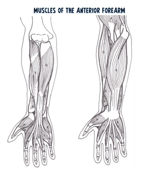 MUSCLES OF ANTERIOR FOREARM Diagram Quizlet