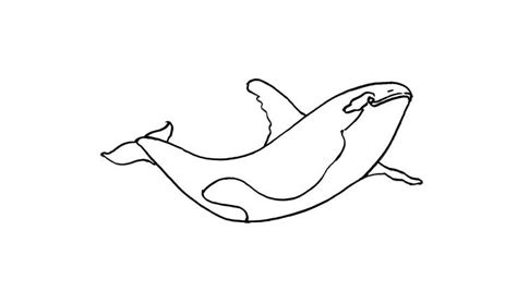 Mammifère marin 14 Coloriages Animaux Mammiferes marins