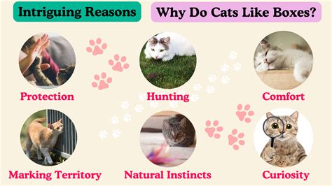 7 Intriguing Reasons Why Do Cats Like Boxes Hat Cats