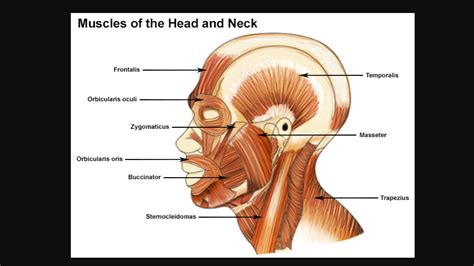 Face And Neck Muscles Quiz Both Classes Diagram Quizlet