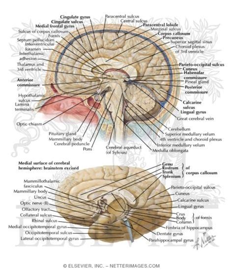 Medial Surface Of Brain Cerebrum Medial Views Surfaces Of Cerebrum