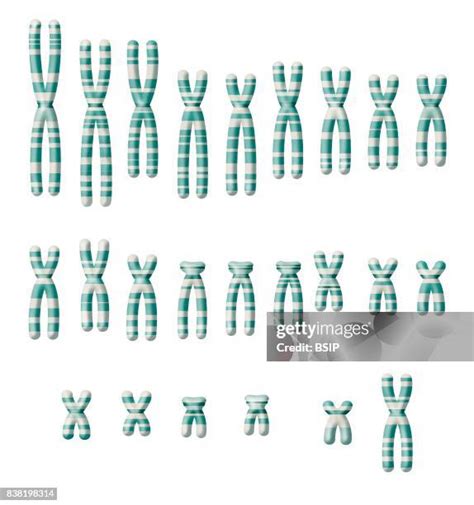 x y chromosomes photos and premium high res pictures getty images