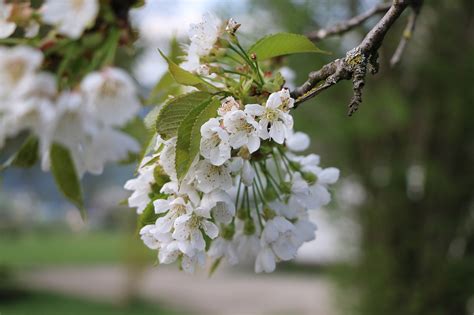 Fleur De Cerisier Le Printemps Photo Gratuite Sur Pixabay Pixabay