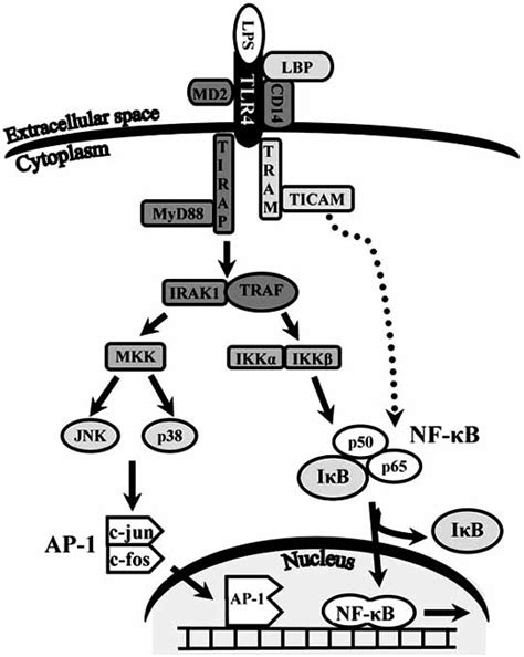 TLR4 Signaling Pathway Lipopolysaccharide LPS Lipopolysaccharide