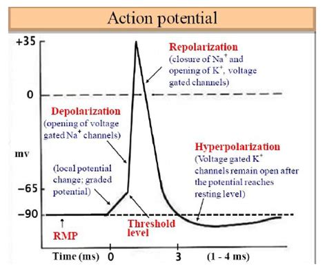 PT 603 Action Potential Steps Flashcards Quizlet