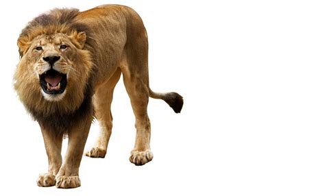 Lion Head Png Lion Head Transparent Background Freeiconspng Kulturaupice