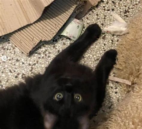 Arturo El Gato Punga Que Aterroriza Palermo Le Rob A Un Vecino