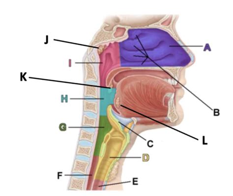 Anatomy And Physiology Ii Exam Flashcards Quizlet
