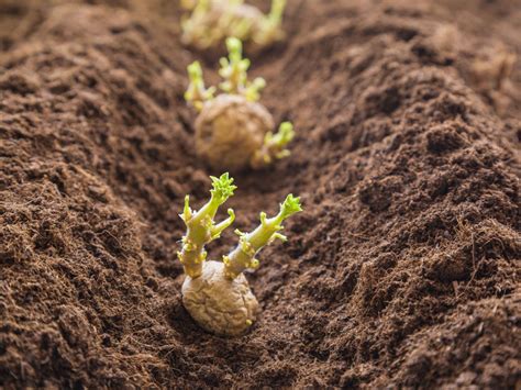 When To Harvest Potato Plants
