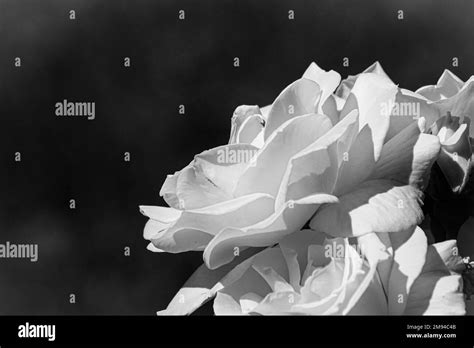 Rose Flower Black And White Stock Photos Images Alamy