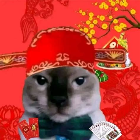 40 ảnh mèo meme tết 2024 đầy vui nhộn cực độc đáo
