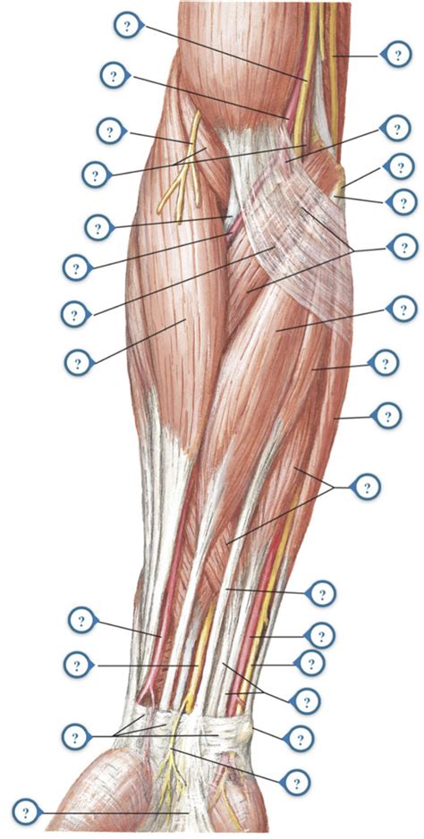Muscles Of Forearm Superficial Anterior Compartment Diagram Quizlet