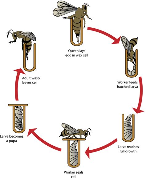 Wasp Life Cycle Diagram