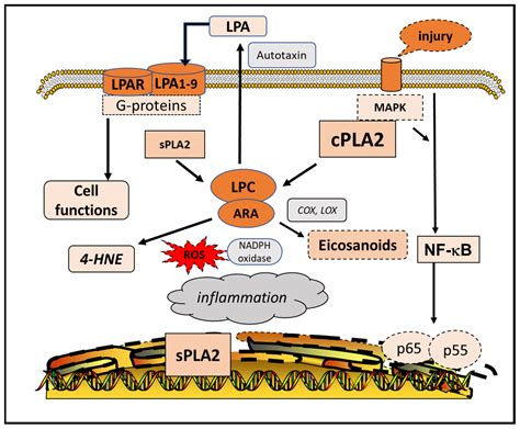 Dynamic Role Of Phospholipases A2 In Health And Diseases In The Central