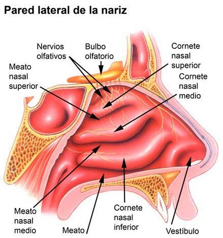 Organo Del Olfato Human Anatomy Medical Illustration Christian