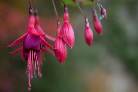 Brinco de princesa aprenda a cultivar essa espécie rara de plantinha