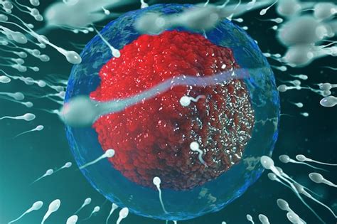 Premium Photo 3d Illustration Sperm And Egg Cell Ovum Sperm