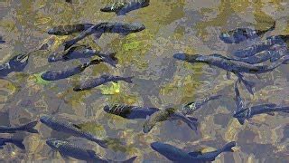 Importancia de la oxigenación del agua en la cría de truchas