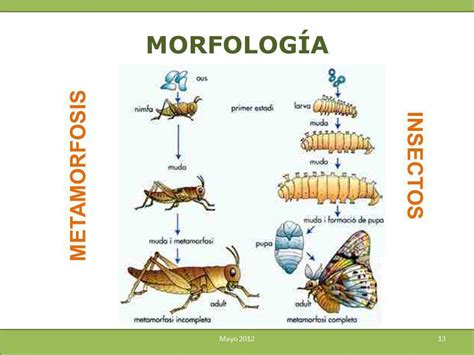 Descubre un RESUMEN de la metamorfosis de los insectos FÁCIL