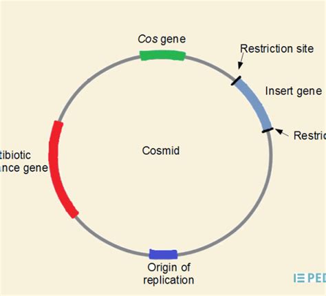 Difference Between Plasmid And Cosmid Features Structure Uses