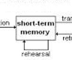 Cognitive SAQ Questions Flashcards Quizlet