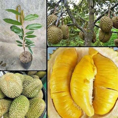 Jual Bibit Tanaman Pohon Durian Musang King Kota Bandung Terlaris