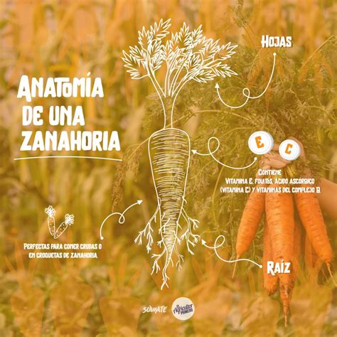 AgroAvances Noticias