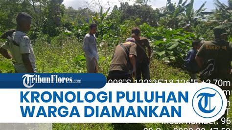 Polisi Kehutanan Sikka Tangkap Terduga Pelaku Penebangan Kayu Di