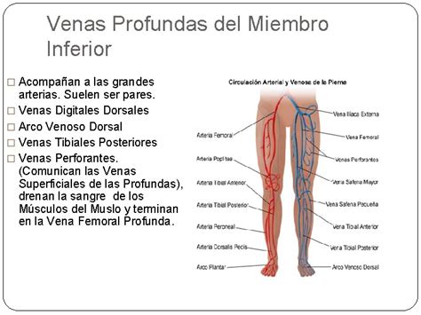 Venas Y Arterias Miembro Inferior Arterias Del Miembro Superior