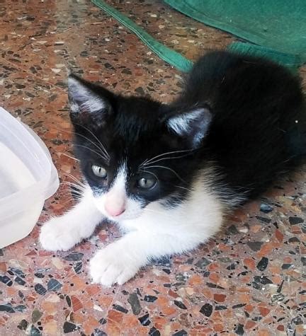 Berlioz Gato Adoptado En Elche Alicante Bamb Difunde