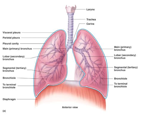 Respiratory System Flashcards Quizlet
