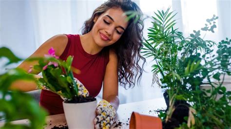 Cuáles son las 3 plantas que debes tener en tu jardín para atraer la