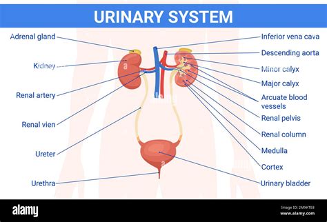 Infografías planas del sistema urinario renal con leyendas de texto que