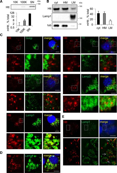 Intracellular MHtt Localizes To LE Lys Vesicles Whereas Secreted MHtt