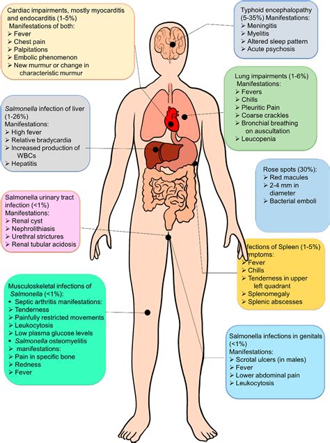 From Eberthella Typhi To Salmonella Typhi The Fascinating Journey Of