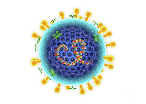 Influenza A Virus Photograph By Roger Harris Science Photo Library