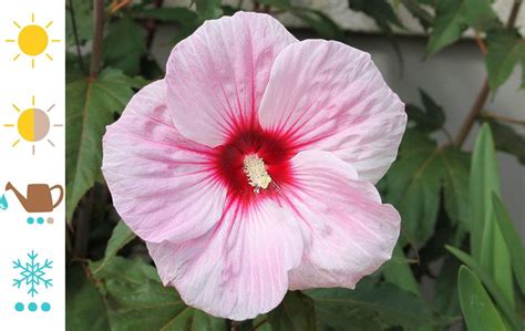 Hibiskus Bagienny Bylinowy Ketmia Bagienna STARRY NIGHT