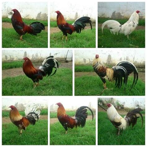 Sintético 103 Foto De Qué Se Alimentan Los Gallos Mirada Tensa