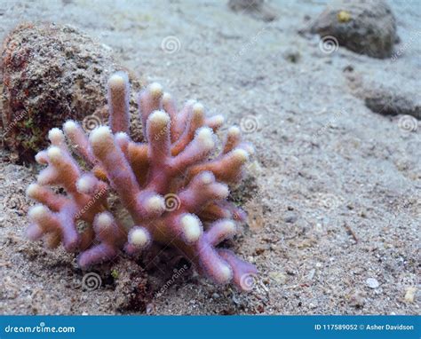 El Zambullirse En Mundo Subacuático Del Arrecife De Coral Foto de