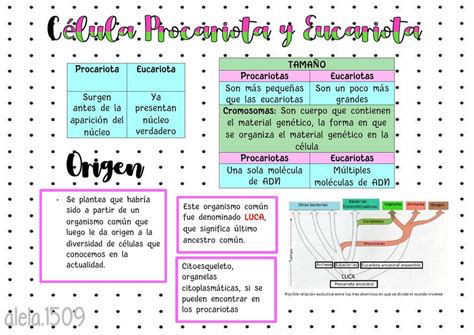 Célula eucariota y procariota Alela Otero uDocz