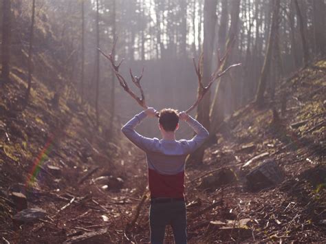 Fondos de pantalla luz de sol Árboles bosque ciervo retrato