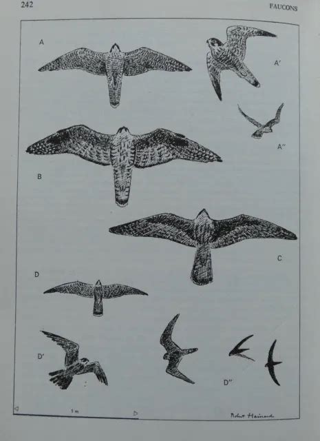 LES RAPACES DIURNES et nocturnes d Europe de Paul Géroudet Hainard