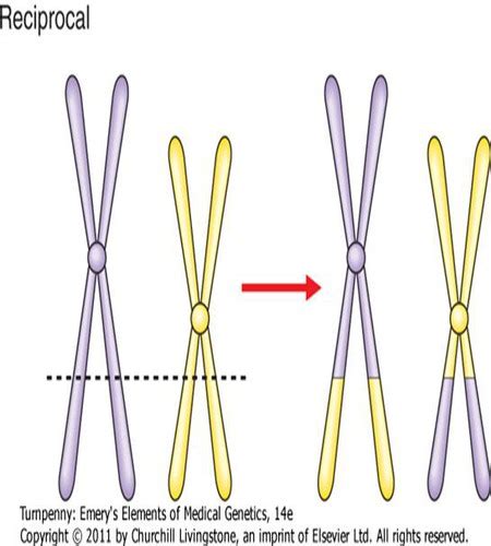Chromosomal Abnormalities Flashcards Quizlet