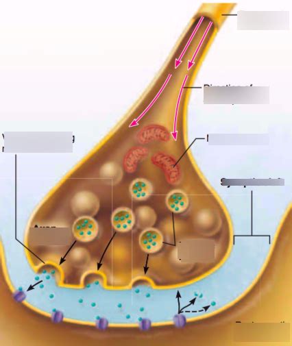 Typical Motor Neuron Synapse Diagram Diagram Quizlet