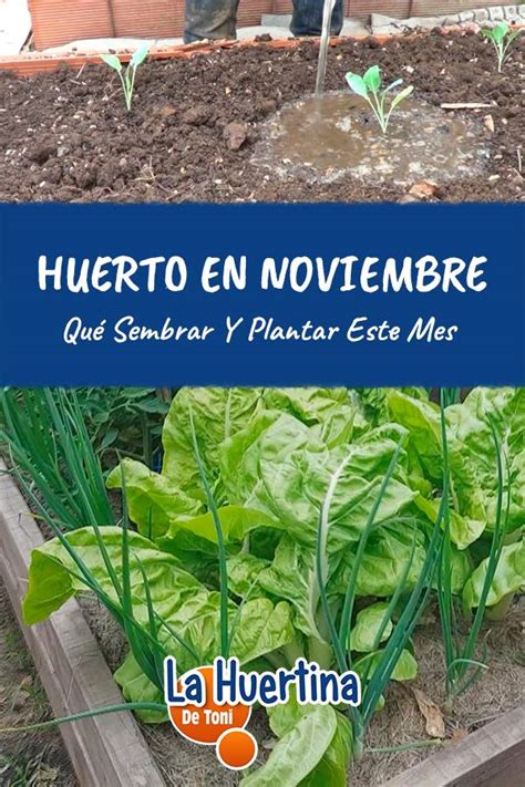 Qué sembrar en noviembre Cultivos que sembrar o plantar
