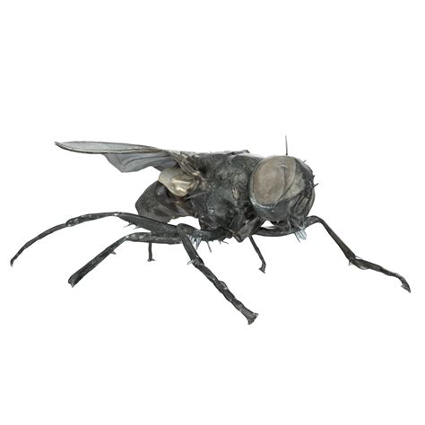 Fly Isolated On Transparent Background Png