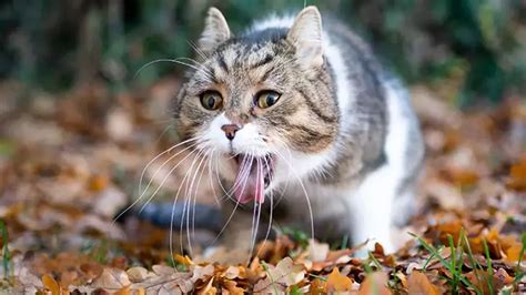 Por qué los gatos vomitan Qué hacer después de que un gato vomita