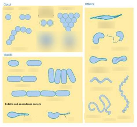 Intro To Bacterial Cells Diagram Quizlet