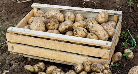 Comment Conserver Les Pommes De Terre